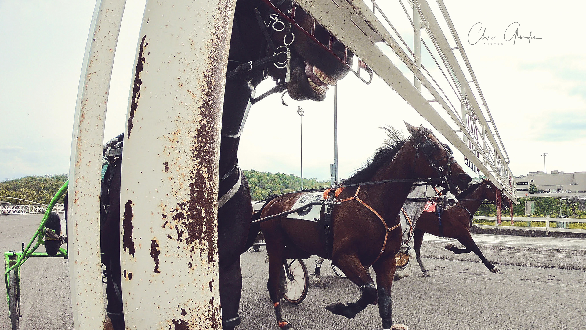 Cómo elegir un caballo — The Pennsylvania Horse Racing Association