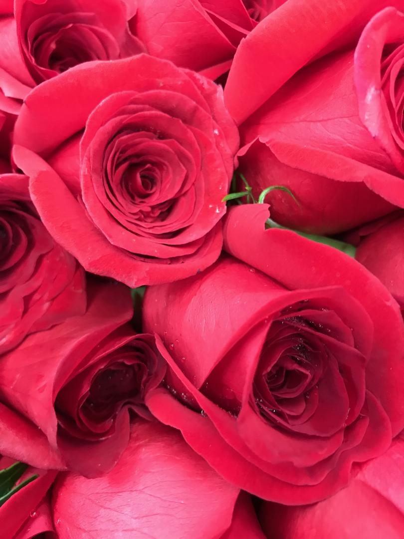 "The Run for the Roses!" An In-depth Look at the Derby's Official ...