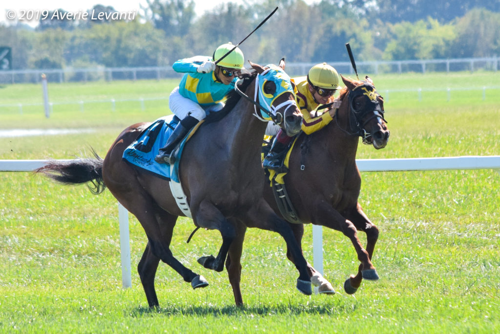 PA Horses to Watch in Breeders' Cup — The Pennsylvania Horse Racing ...