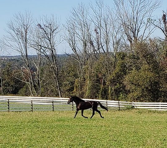Navigating Needs of Overly-Intelligent, Mischievous Racehorses — The ...