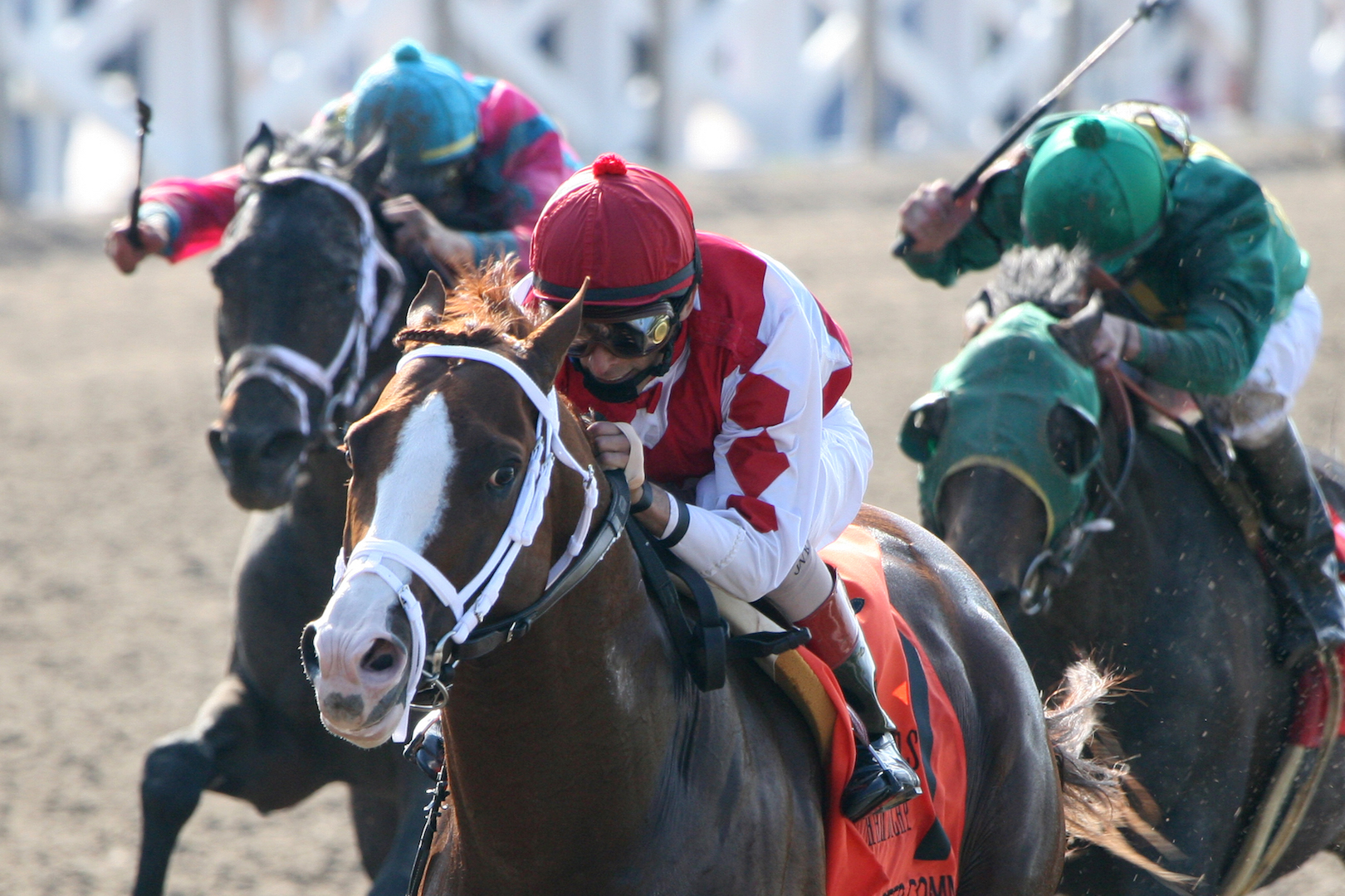 Pennsylvania's Elite: Thoroughbreds Part 2 — The Pennsylvania Horse ...