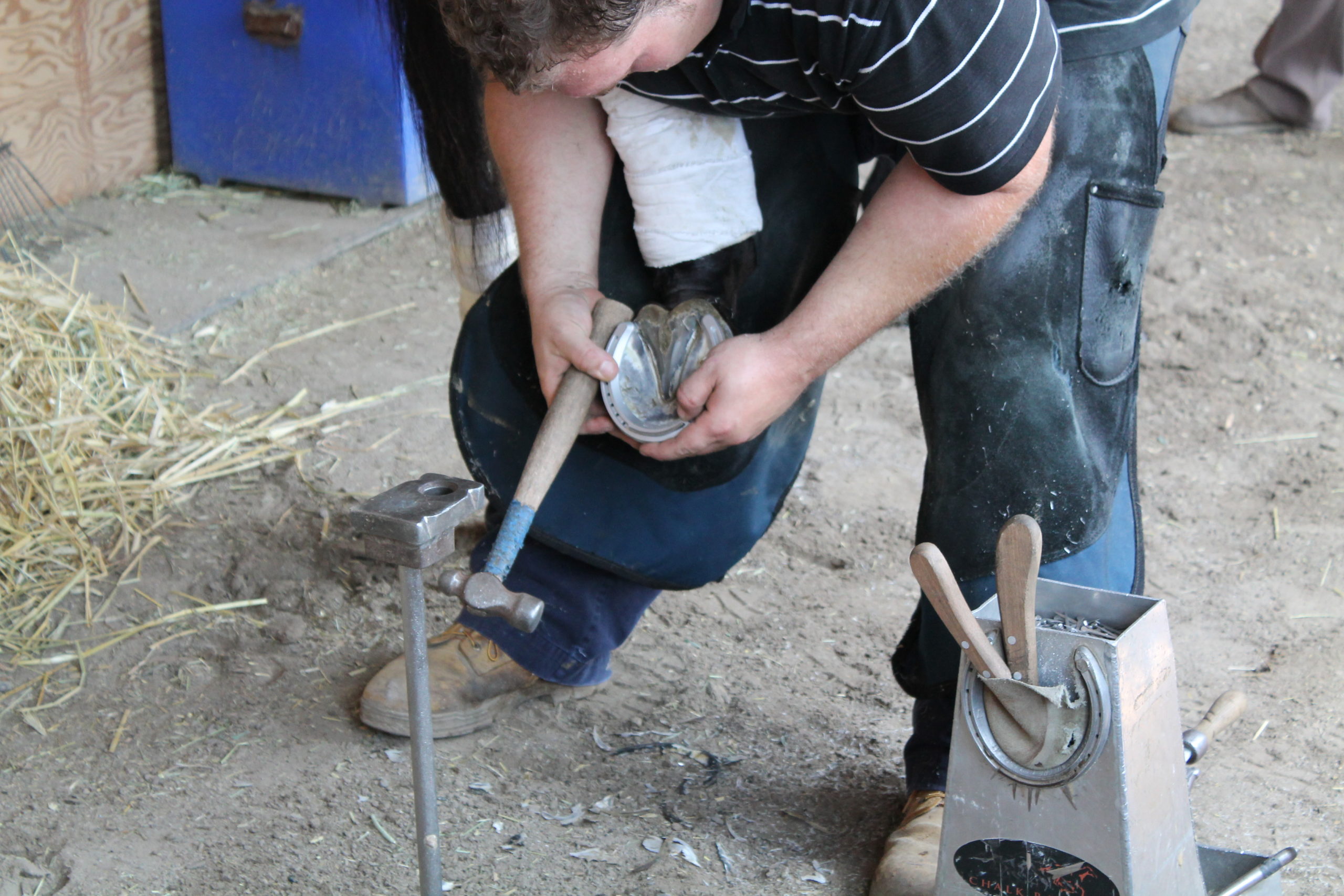 The Farrier – Essential to the Team — The Pennsylvania Horse Racing ...