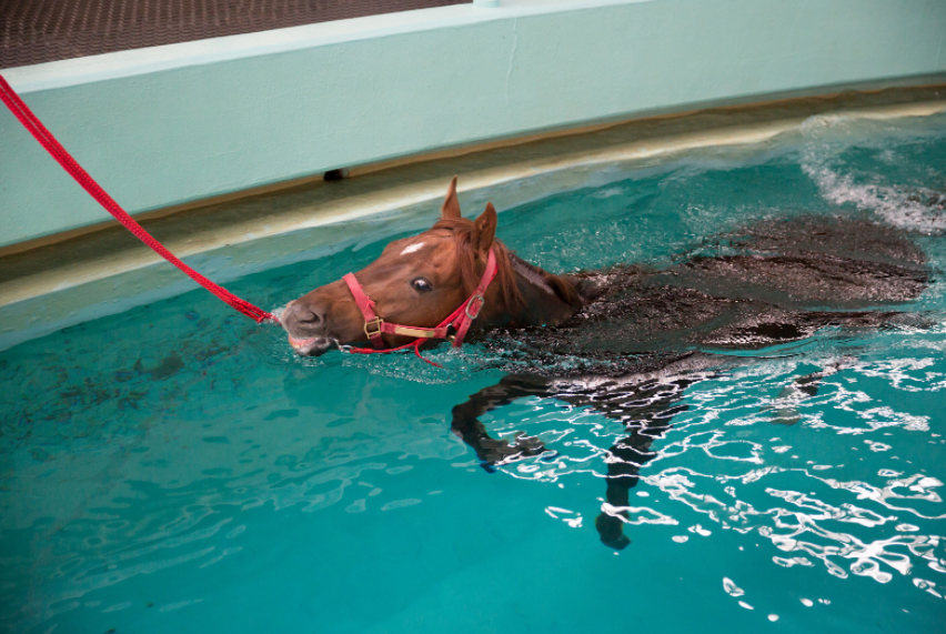 Swim To Win — The Pennsylvania Horse Racing Association