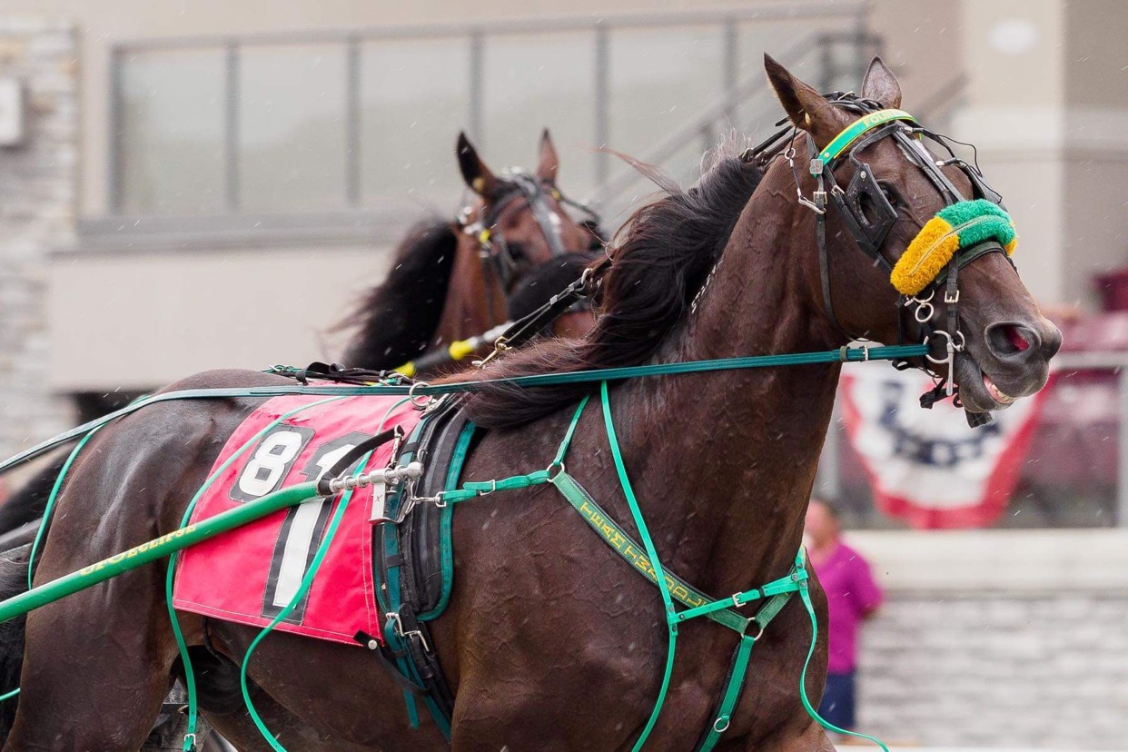 Tim Twaddle and Fourever Boy-The Road to the Adios — The Pennsylvania ...