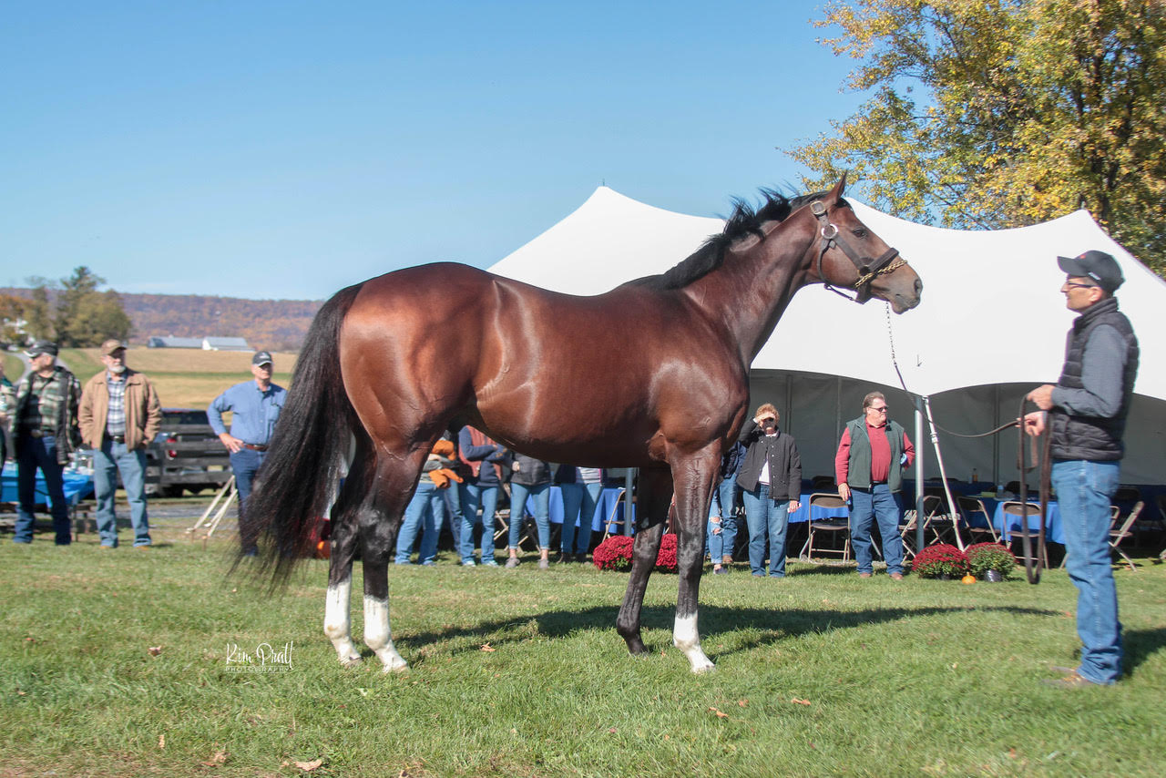 Promising New Stallion Stands at Equistar — The Pennsylvania Horse ...