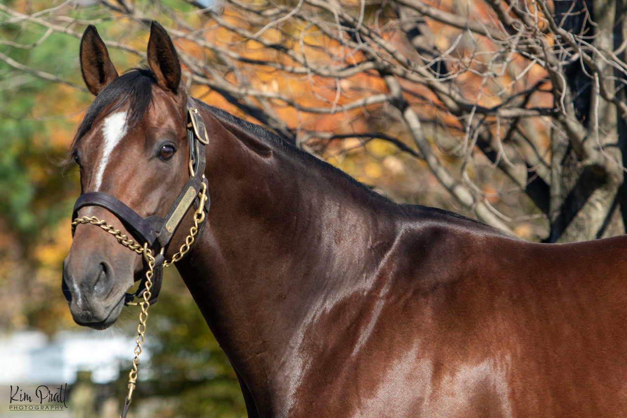 Promising New Stallion Stands at Equistar — The Pennsylvania Horse ...