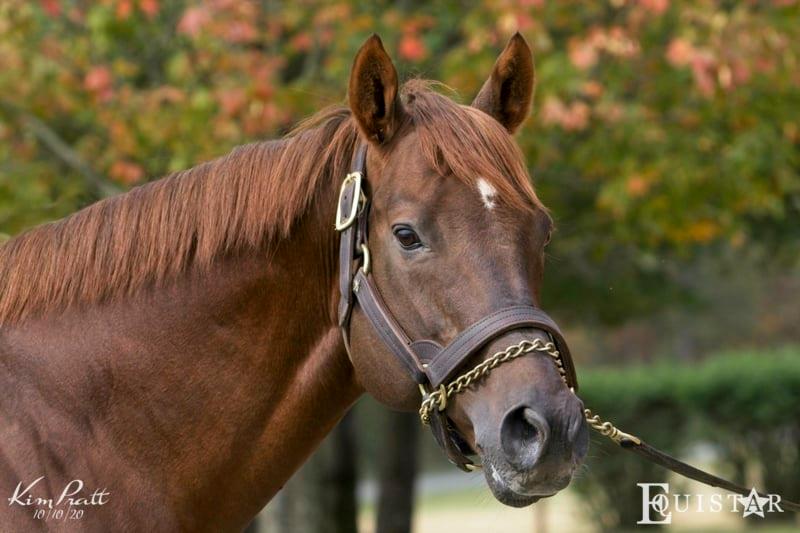 Breeding Season Begins — The Pennsylvania Horse Racing Association