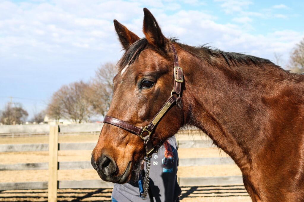 Pennsylvania’s Top Standardbred Stallions — The Pennsylvania Horse ...