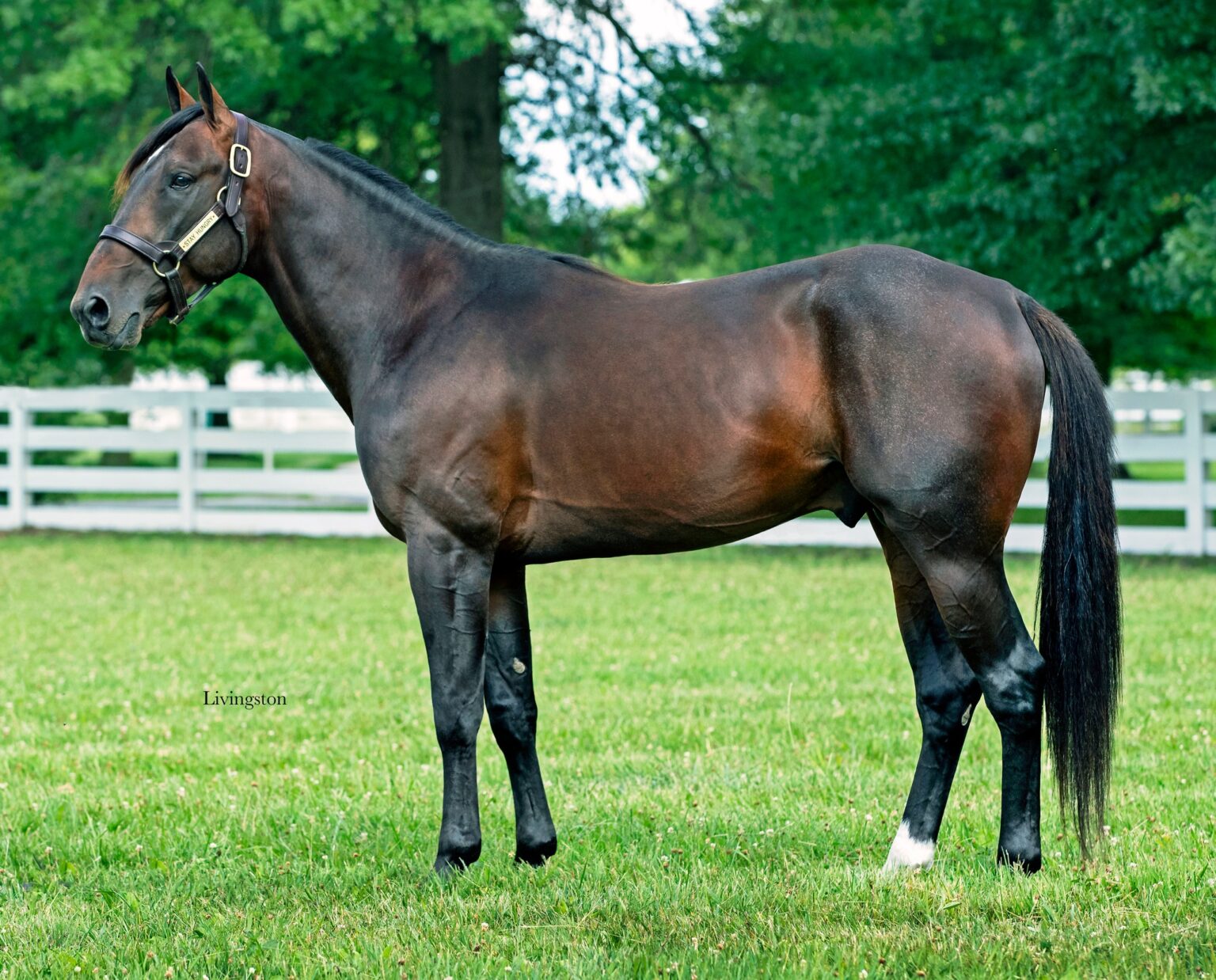 Pennsylvania’s Top Standardbred Stallions — The Pennsylvania Horse ...