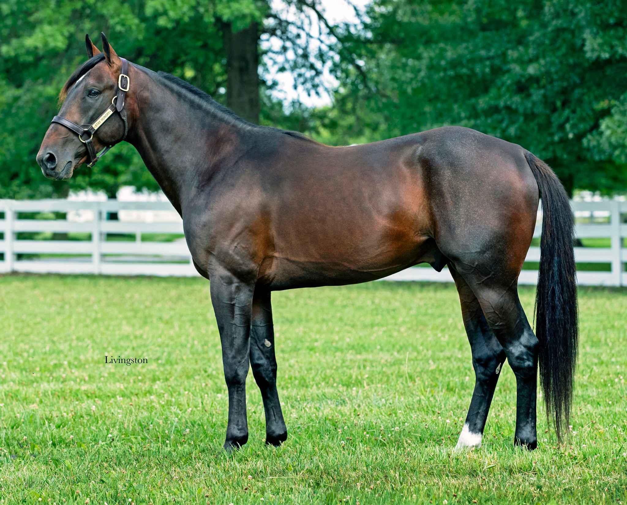 Pennsylvania’s Top Standardbred Stallions — The Pennsylvania Horse ...