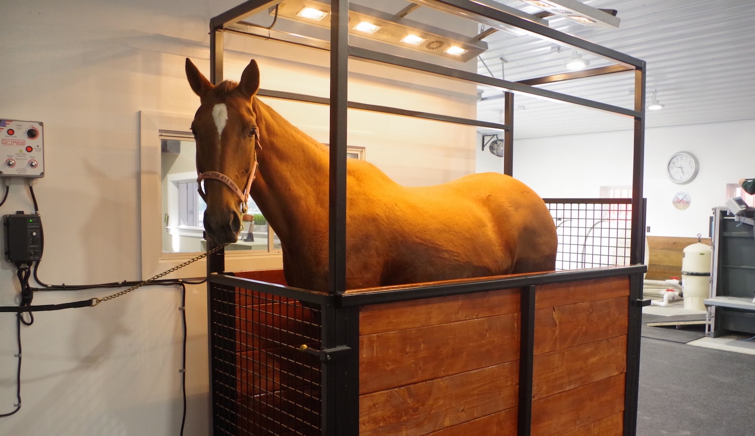 Amulet Equine Rehabilitation and Conditioning Center - The Best Care ...