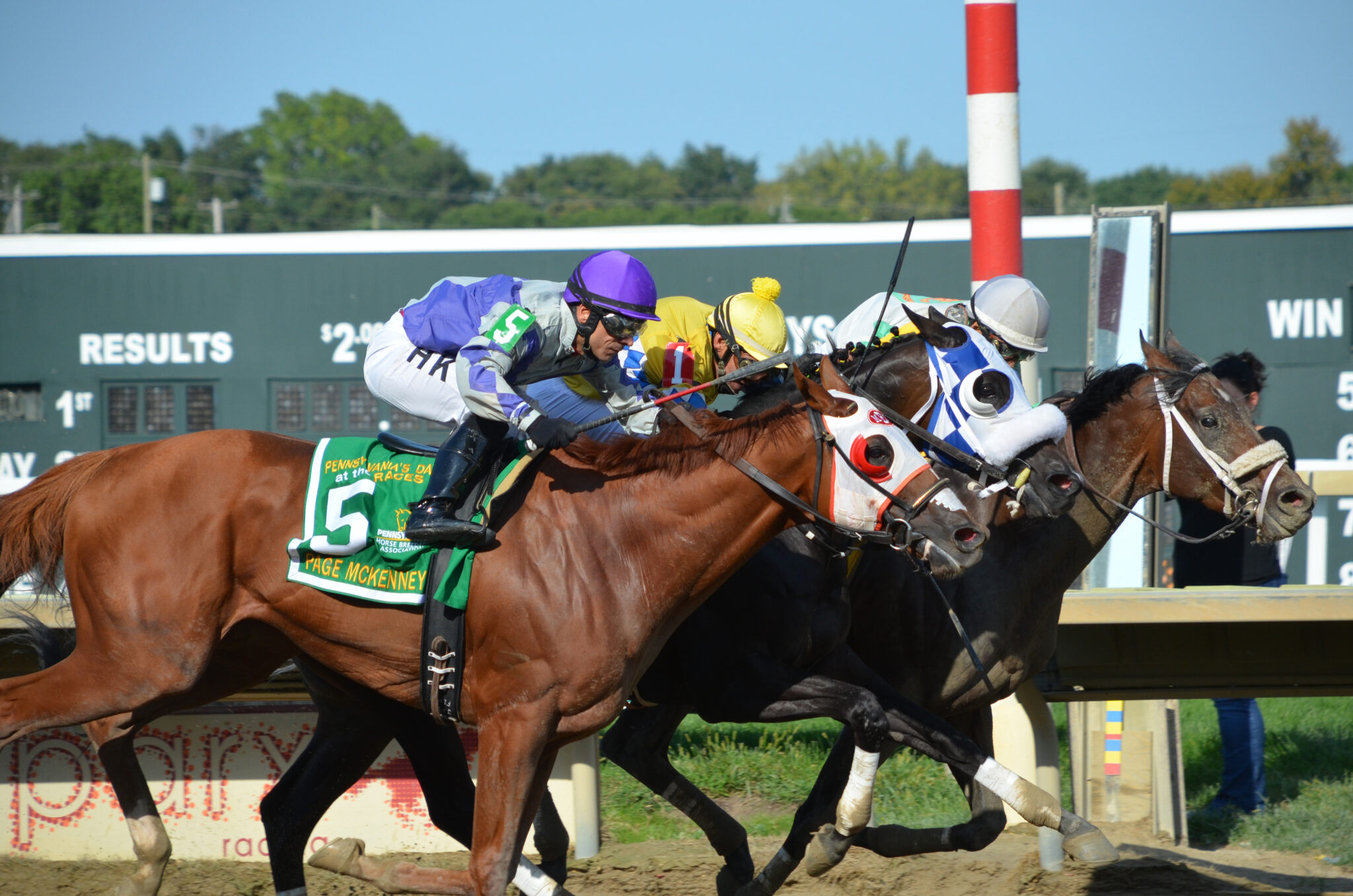 Standardbred vs. Thoroughbred: What’s the Difference? | Racing 101 | PHRA