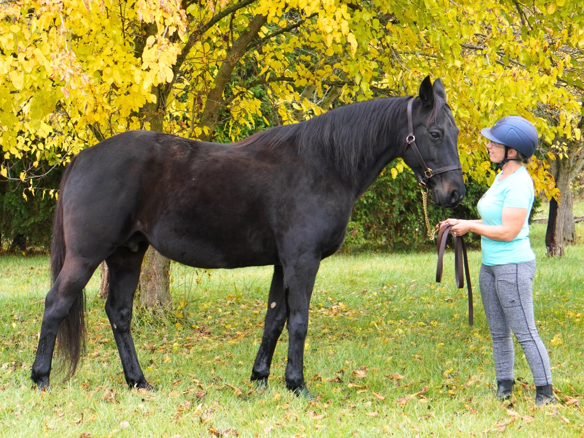 CUIDADOS EQUINOS: LA LUJOSA VIDA DE LOS CABALLOS DE CARRERAS RETIRADOS ...