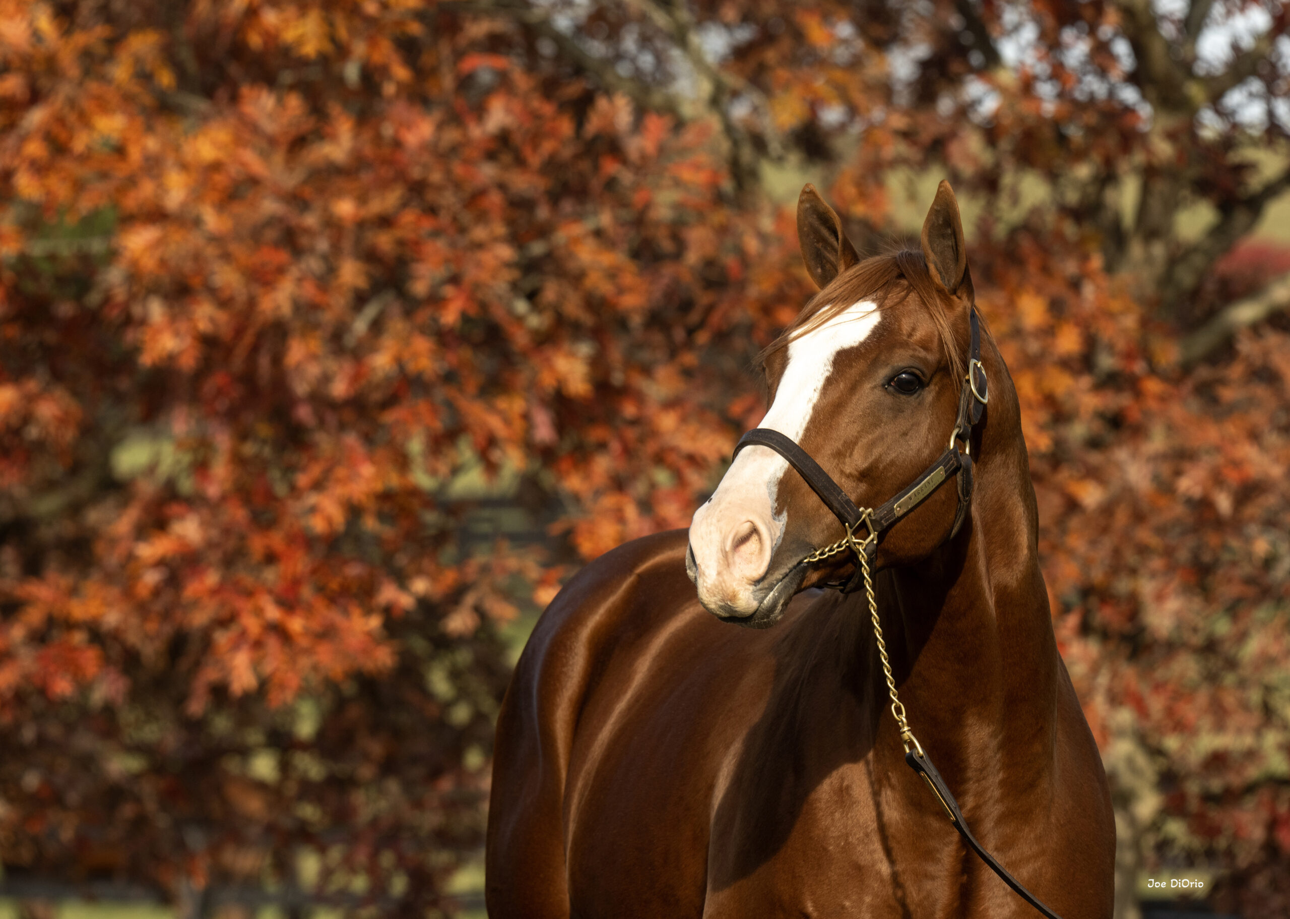 Warrant Arrives at Blackstone Farm — The Pennsylvania Horse Racing ...