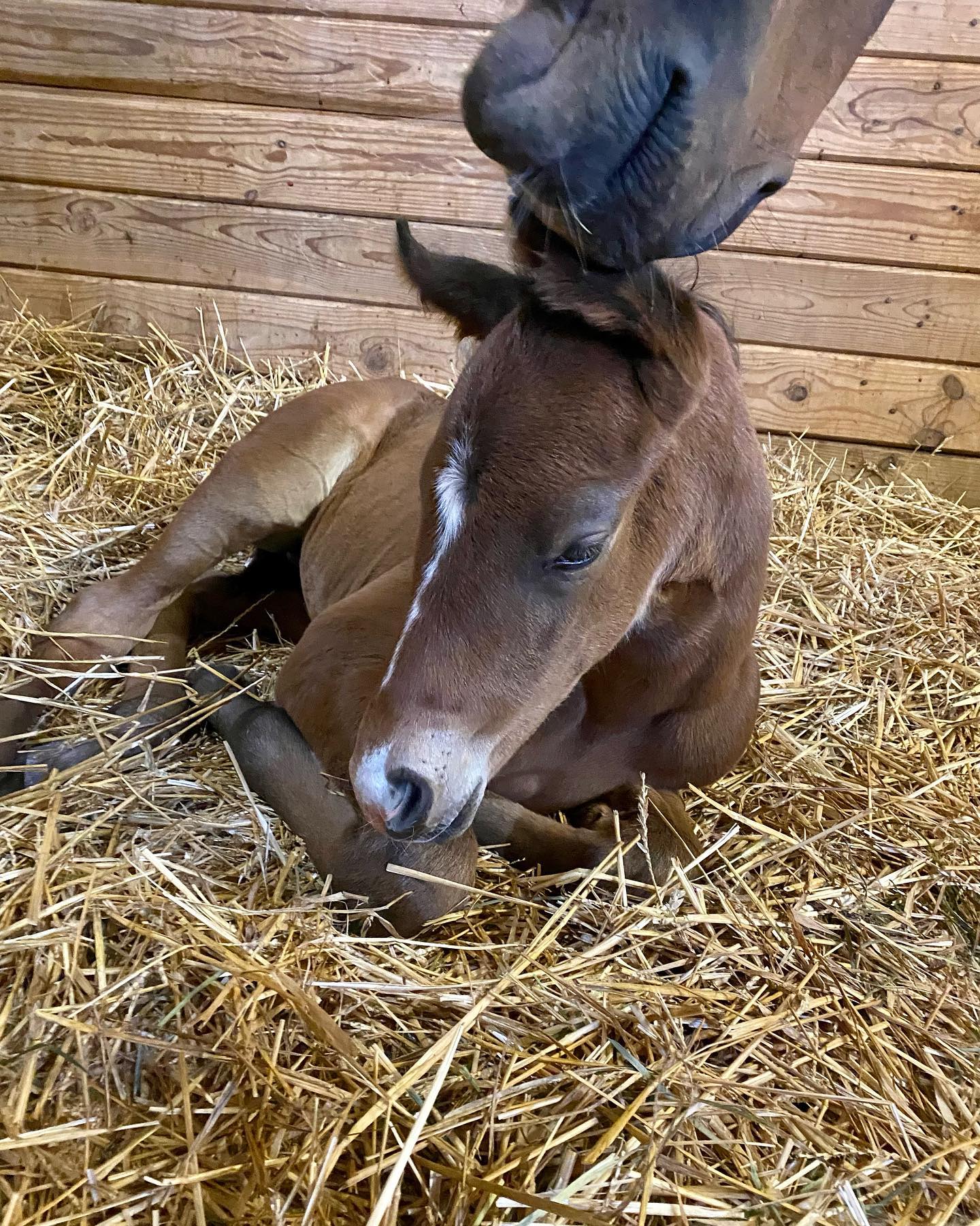 Racing 101: An Introduction to Breeding and Foaling Season — The ...