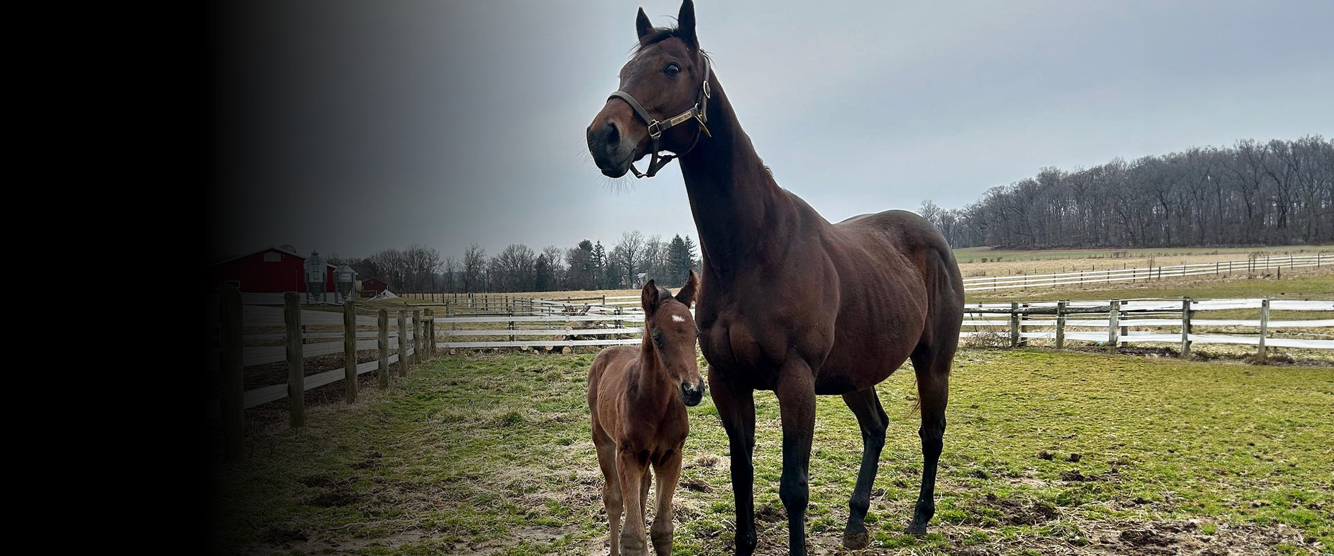 The Gallup Glossary: Stable Definitions for Common Equine Terminology ...