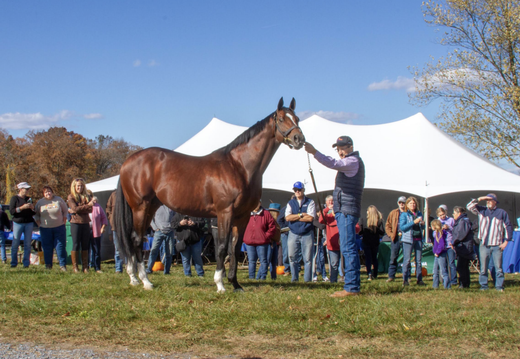 New Stallion for Pennsylvania - Graded Stakes Winner Zozos to Stand at ...
