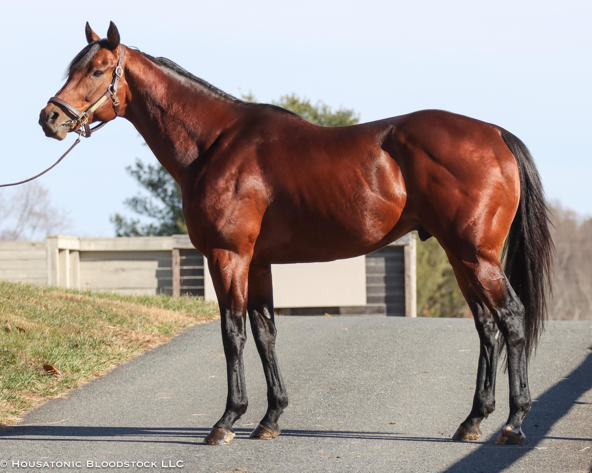 Breeding Season Begins - Nine New Stallions for Pennsylvania in 2025 ...
