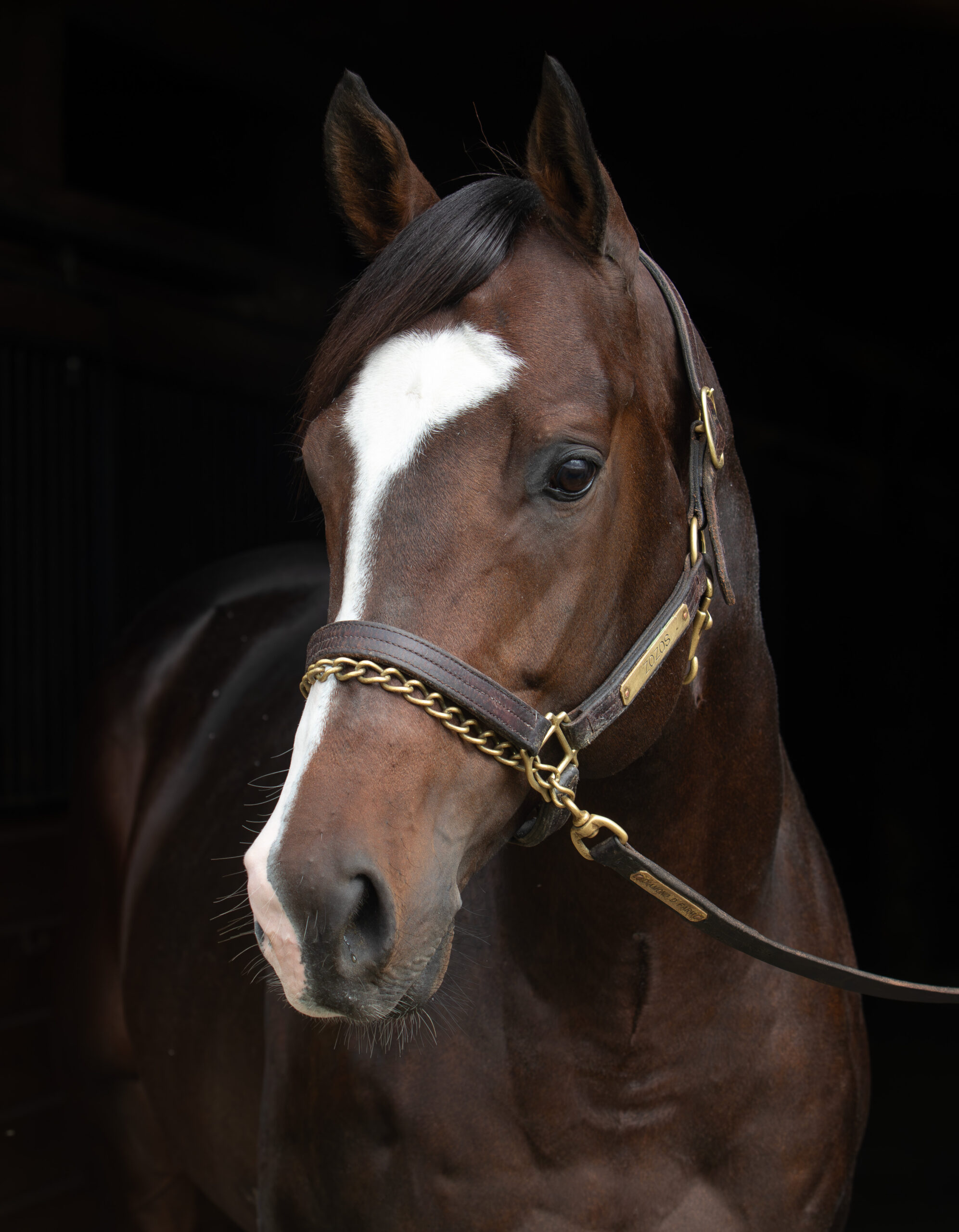 Breeding Season Begins - Nine New Stallions for Pennsylvania in 2025 ...