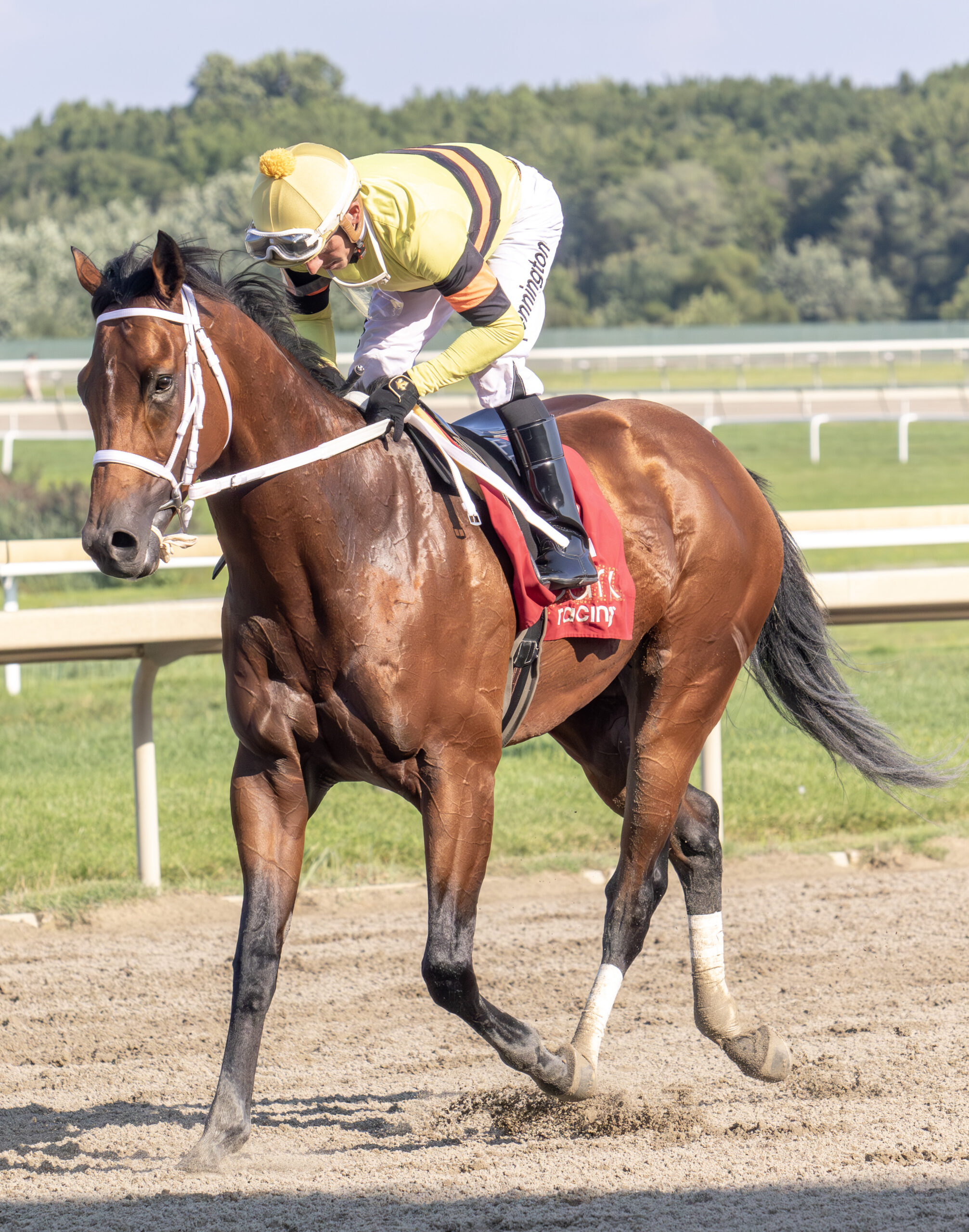 Breeding Season Begins - Nine New Stallions for Pennsylvania in 2025 ...