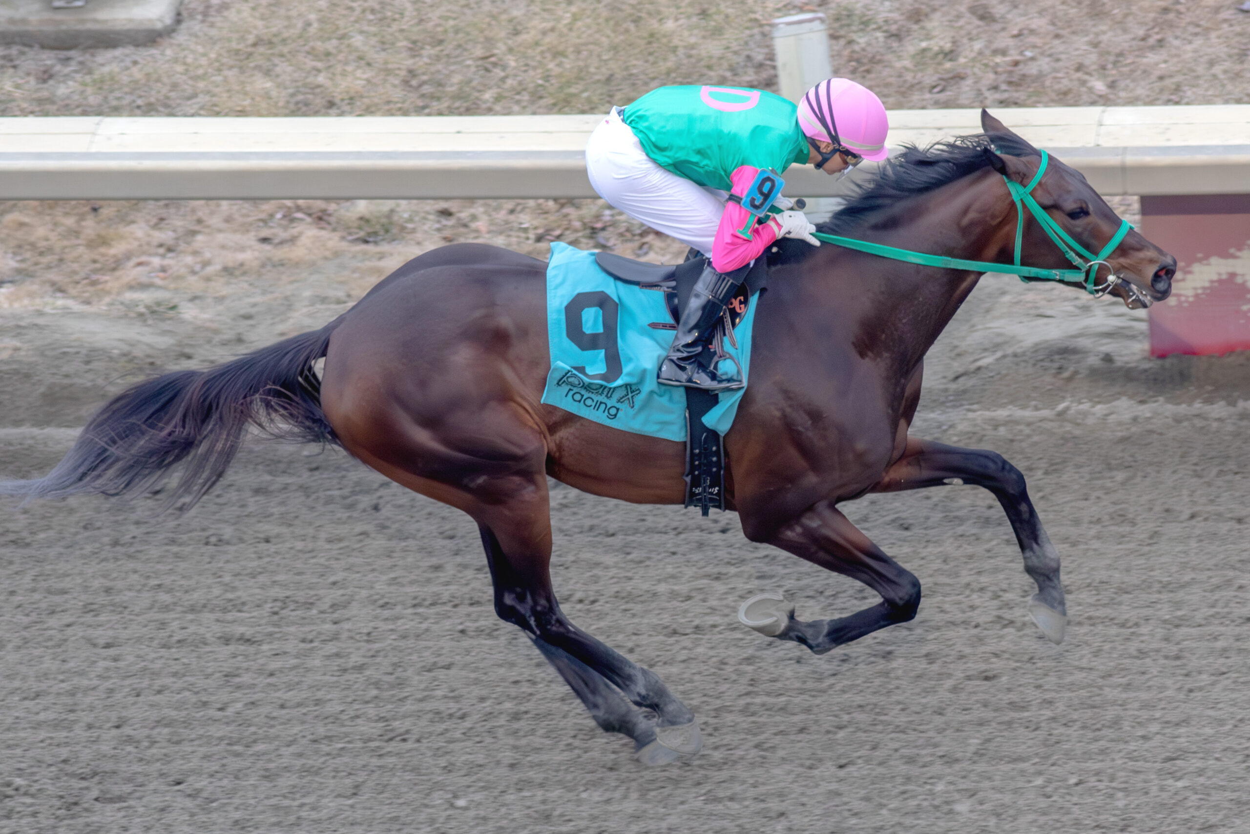 One to Watch — The Pennsylvania Horse Racing Association